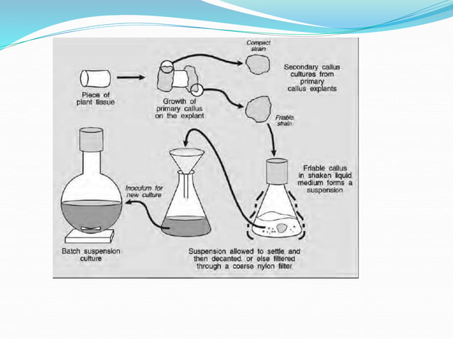 Dr. Rehab Al Mousa. Plant Tissue Culture | PPT