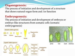 Dr. Rehab Al Mousa. Plant Tissue Culture | PPT