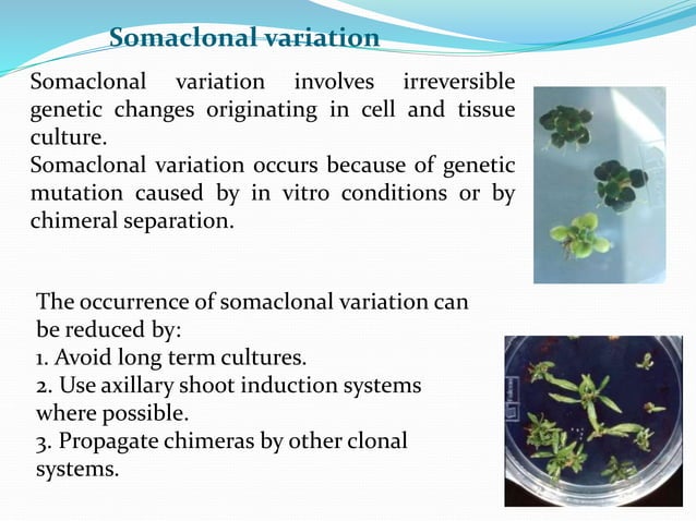 Dr. Rehab Al Mousa. Plant Tissue Culture | PPT