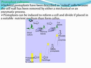 Dr. Rehab Al Mousa. Plant Tissue Culture | PPT