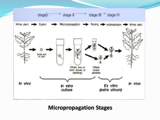 Dr. Rehab Al Mousa. Plant Tissue Culture | PPT
