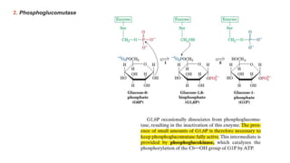 Dr. Prabhakar Singh SEM-III_Gycogen Metabolism | PPT