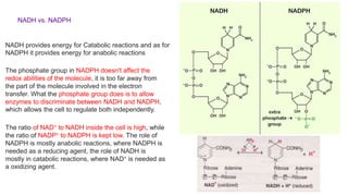 Dr. Prabhakar Singh SEM-III_The Pentose Phosphate Pathway | PPT