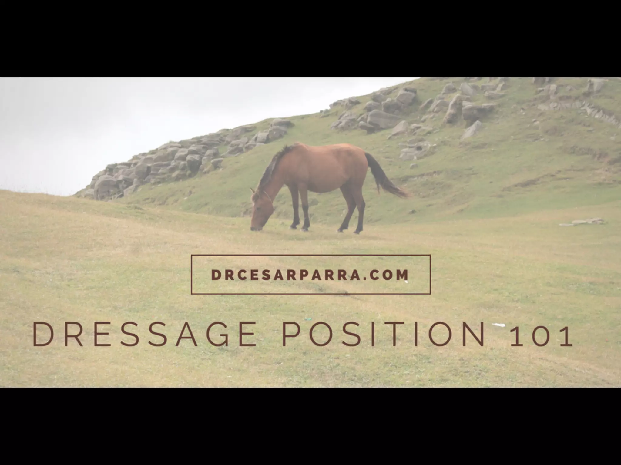 Dressage Positions 101 | PPT