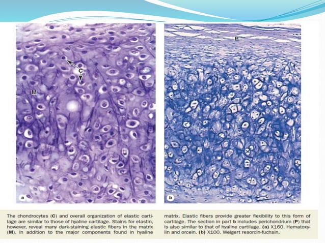 CARTILAGE | PPTX