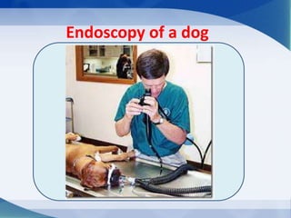 Principles and diagnostic use of Endoscopy in canines | PPTX