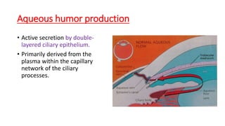 Dr.r.subramaniyan, 09 3-17,Aqueous Humour Dynamics | PPTX