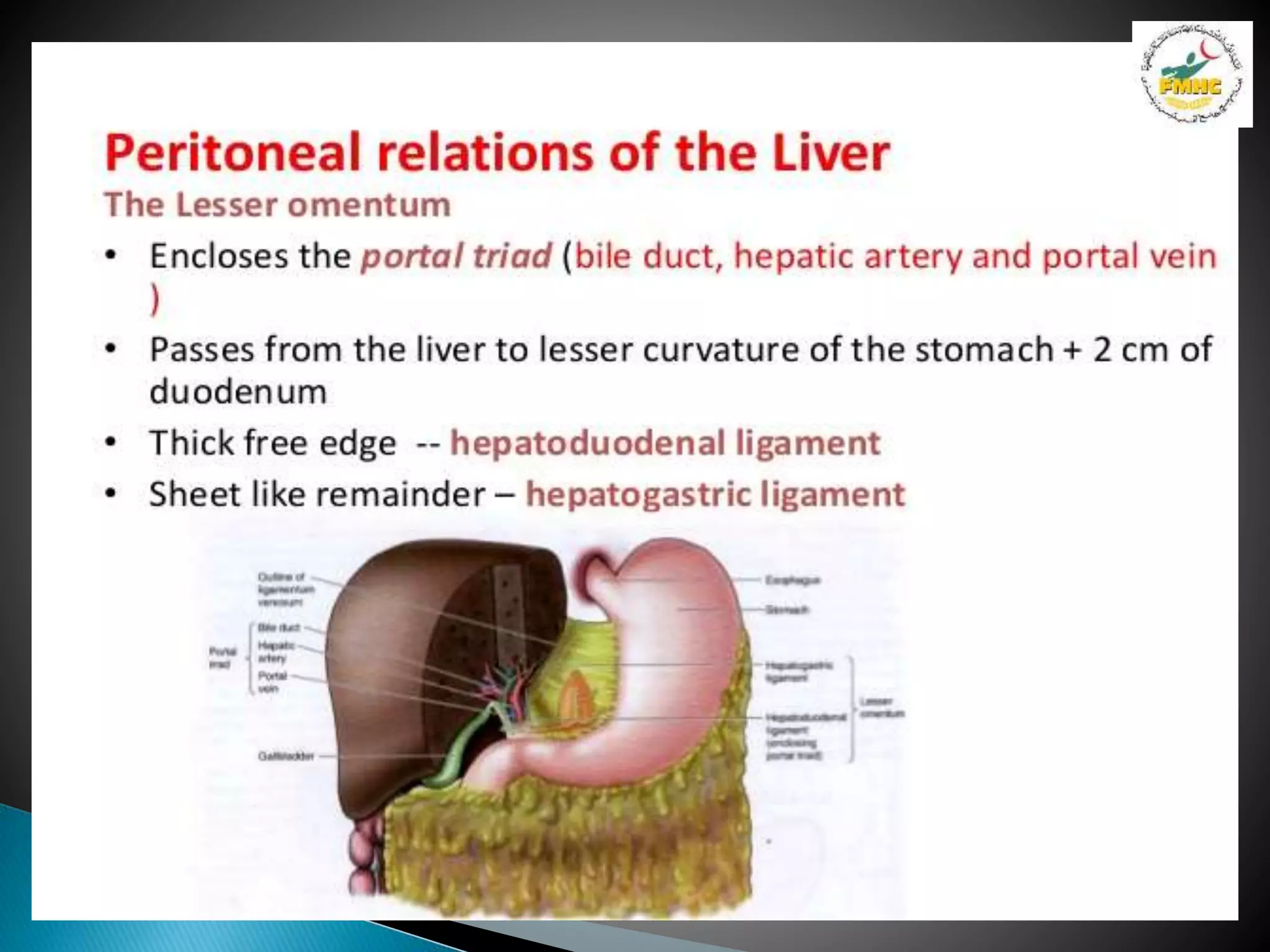 Anatomy of Liver Presentation | PPTX