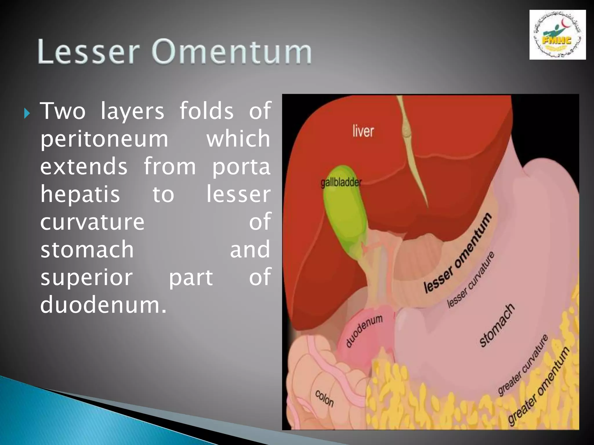 Anatomy of Liver Presentation | PPTX