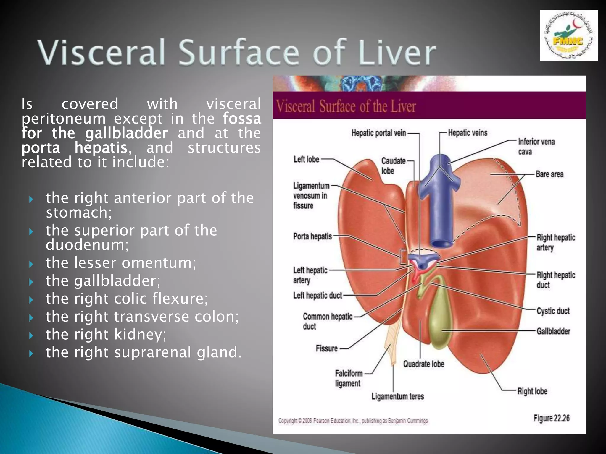 Anatomy of Liver Presentation | PPTX