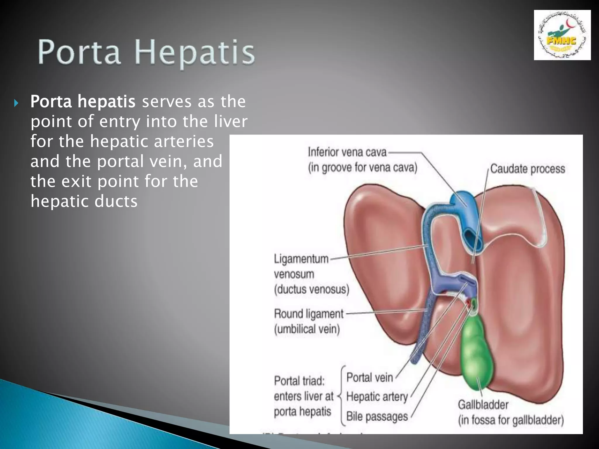 Anatomy of Liver Presentation | PPTX