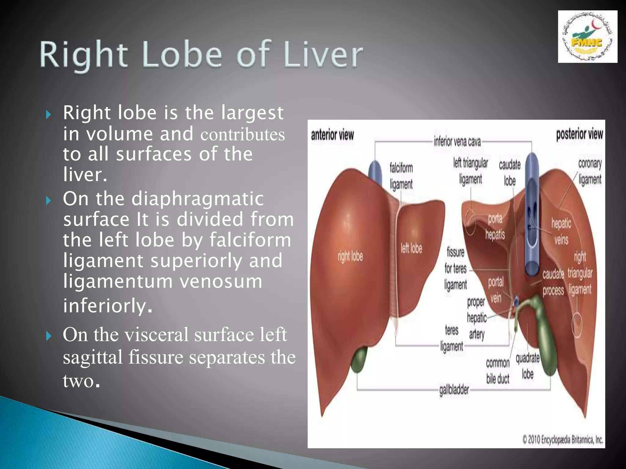 Anatomy of Liver Presentation | PPTX
