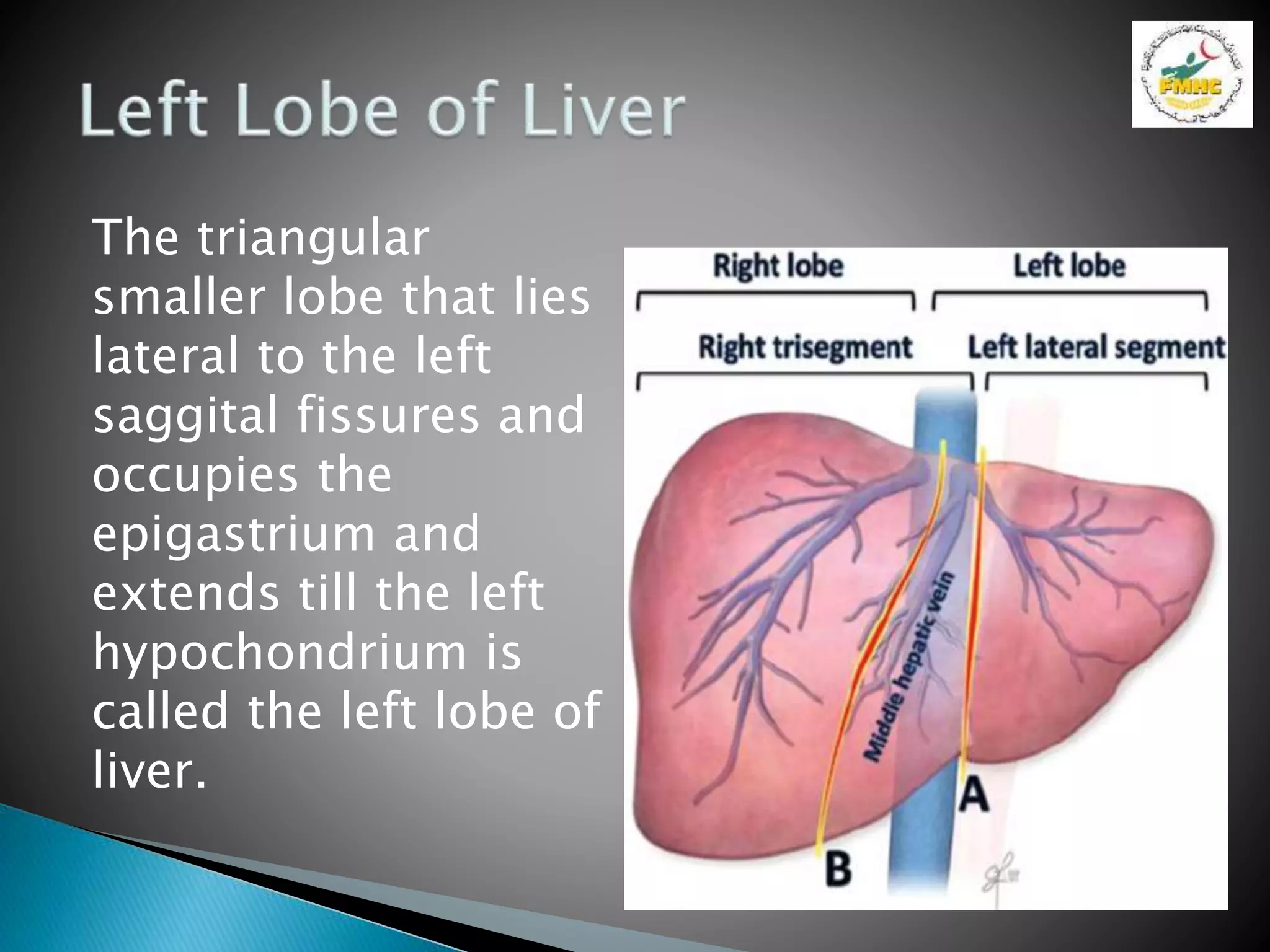 Anatomy of Liver Presentation | PPTX