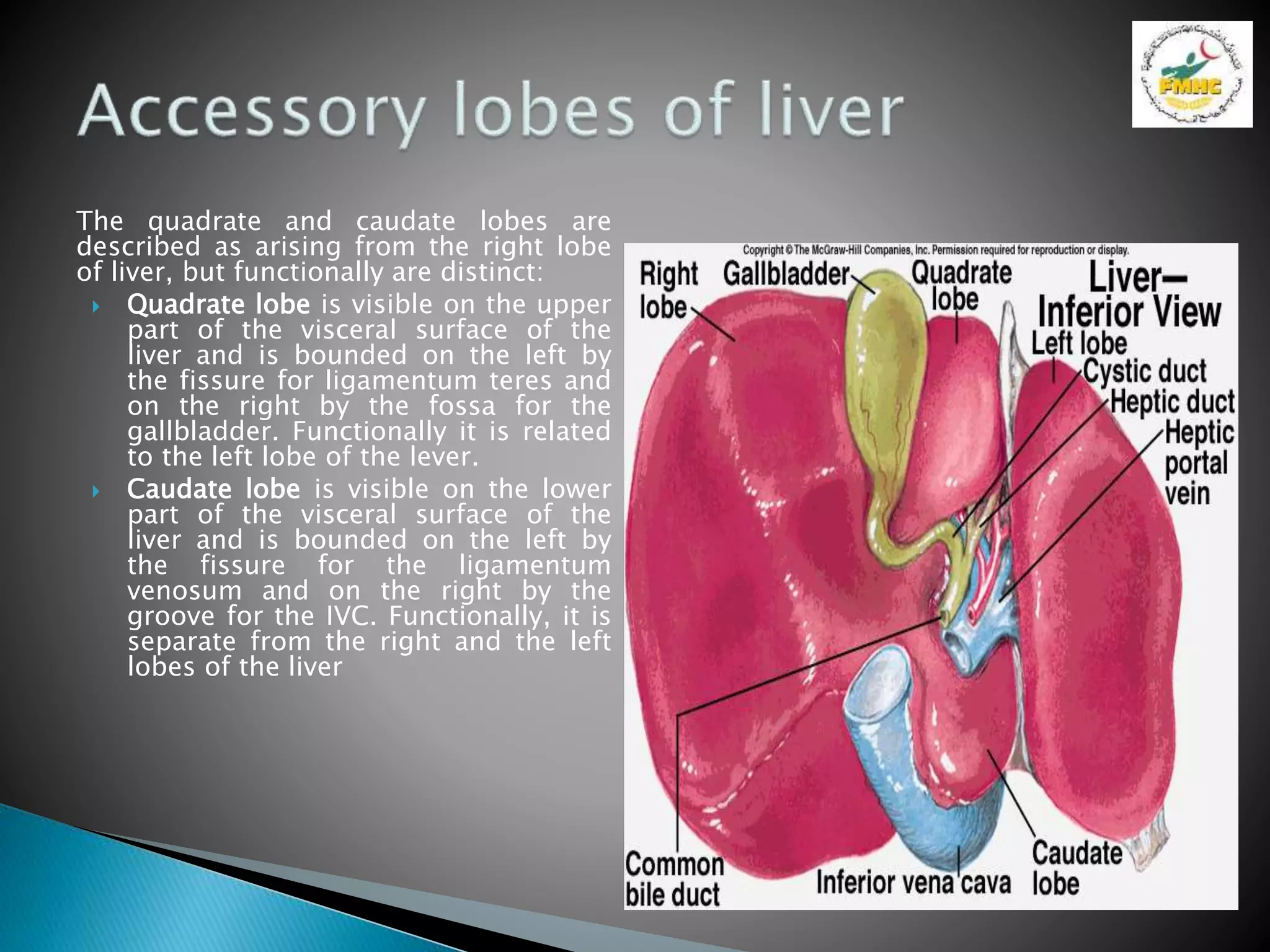Anatomy of Liver Presentation | PPTX