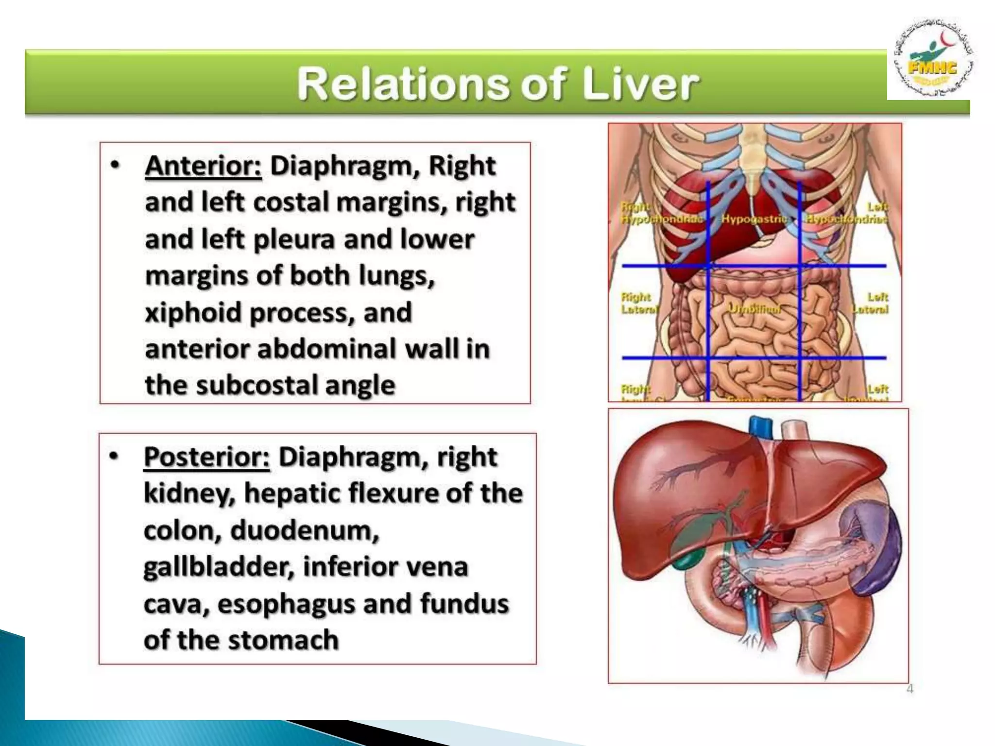 Anatomy of Liver Presentation | PPTX