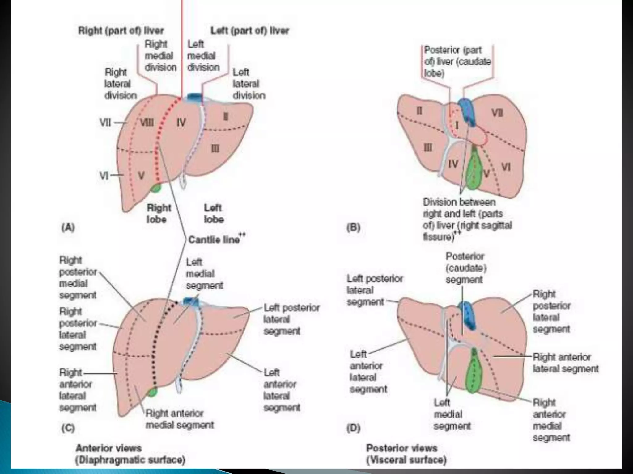 Anatomy of Liver Presentation | PPTX