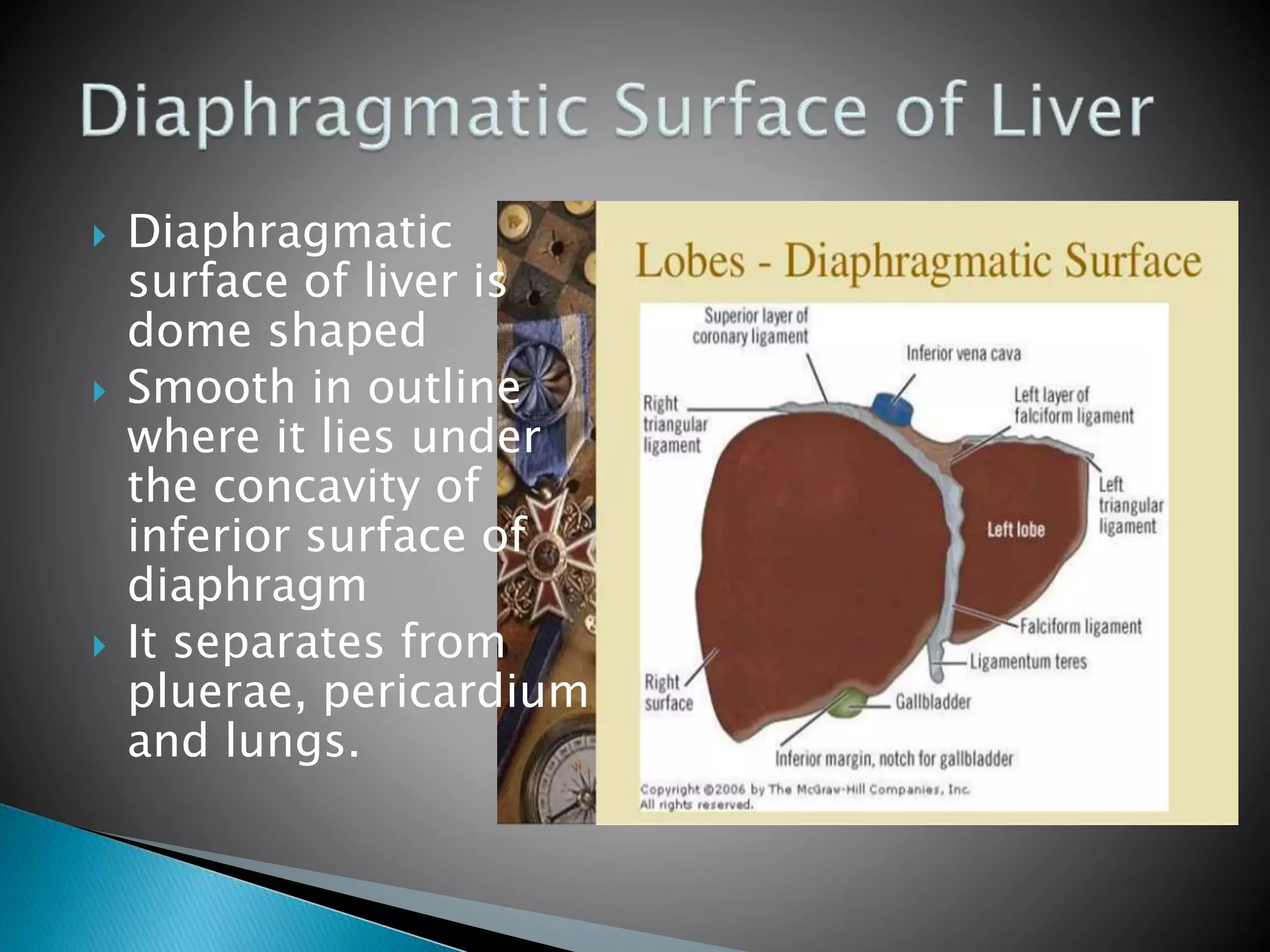 Anatomy of Liver Presentation | PPTX