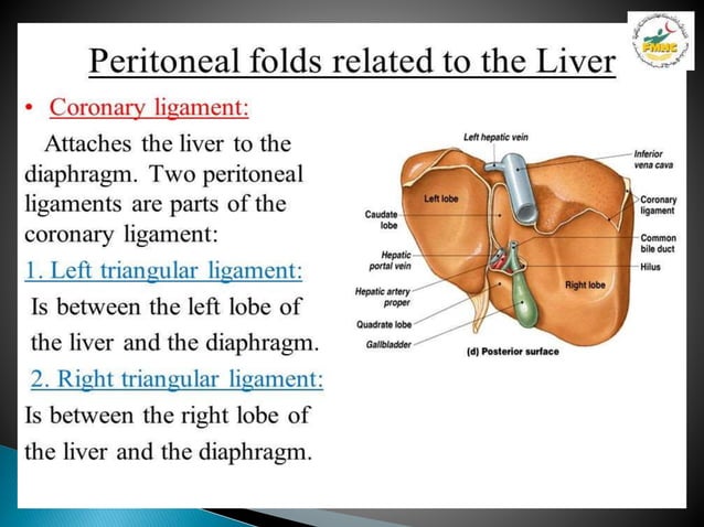 Anatomy of Liver Presentation | PPTX