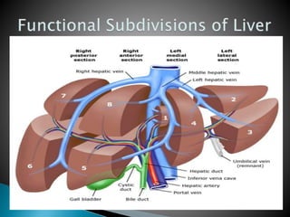 Anatomy of Liver Presentation | PPTX