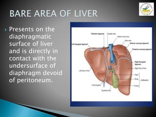Bare Area Of Liver