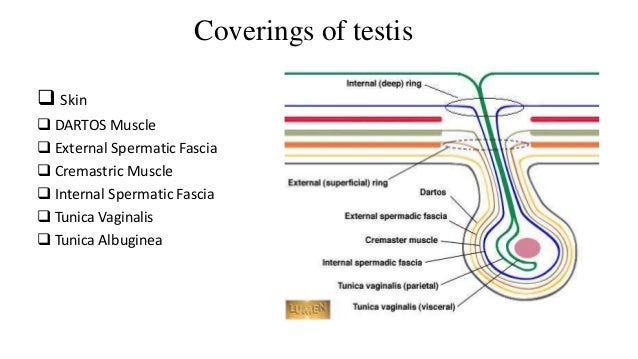 testicular tumors