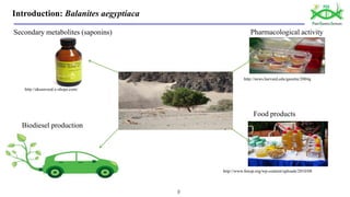 Establishment of an in vitro propagation and transformation system of ...