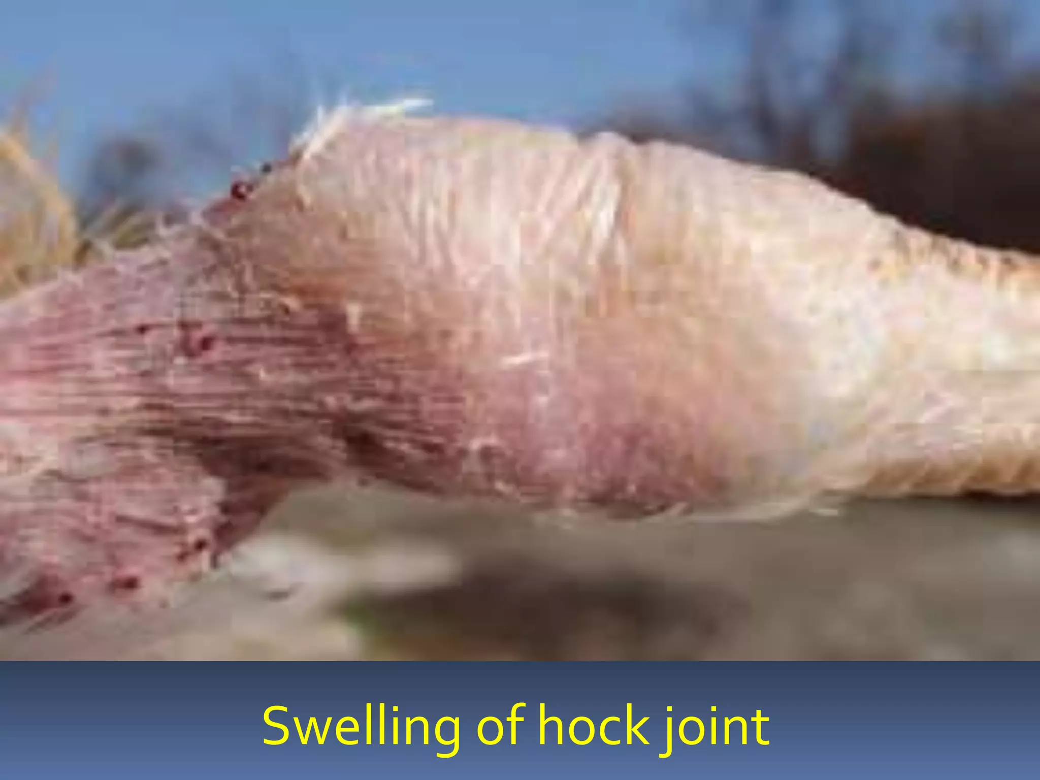 Avian Reo Virus | PPTX