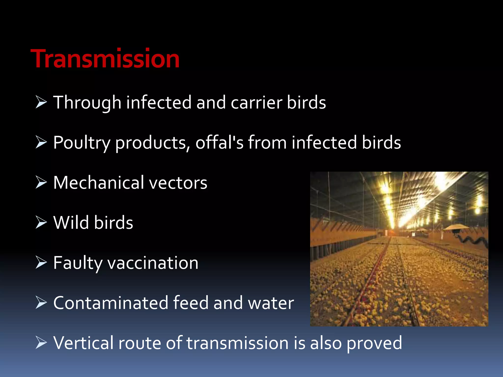 Avian Reo Virus | PPTX