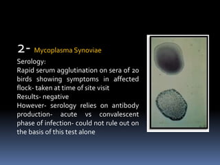 Avian Reo Virus | PPTX