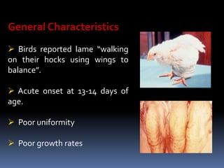 Avian Reo Virus | PPTX