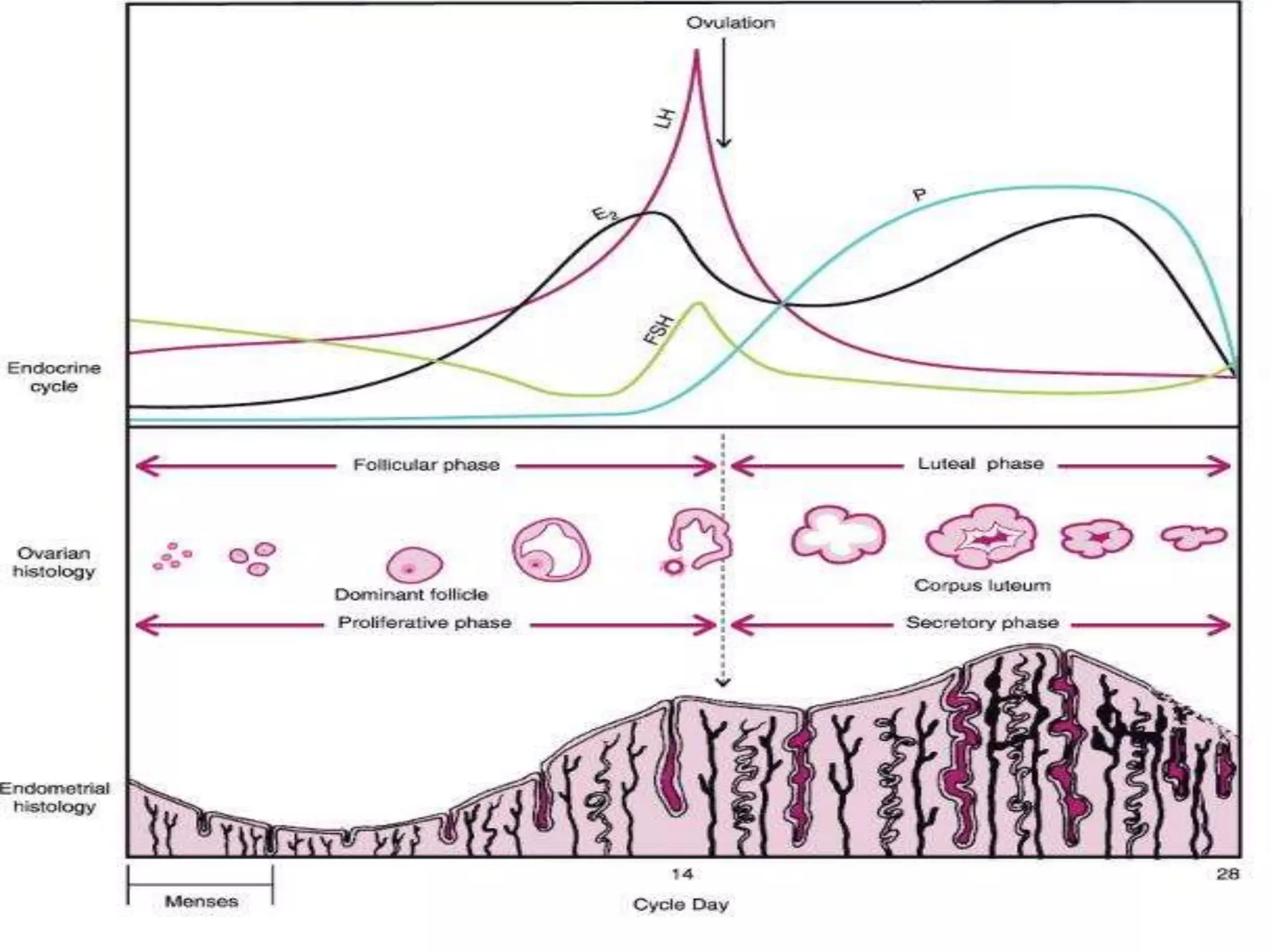 Stimulation Protocols | PPTX