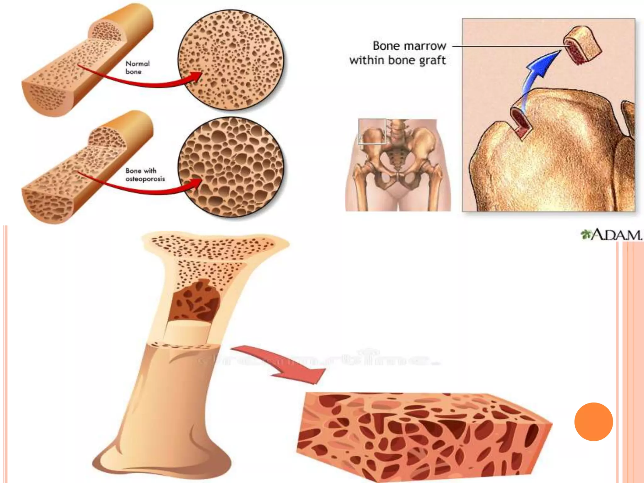 Dr.Sujit Kumar MD Majja Dhatu PPT | PPTX