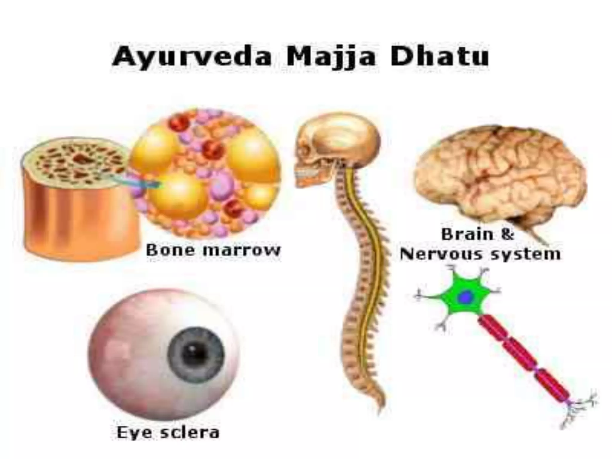 Dr.Sujit Kumar MD Majja Dhatu PPT | PPTX