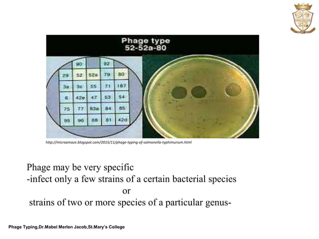 Microbiology-Phage Typing | PPTX | Infectious Diseases | Diseases and Conditions