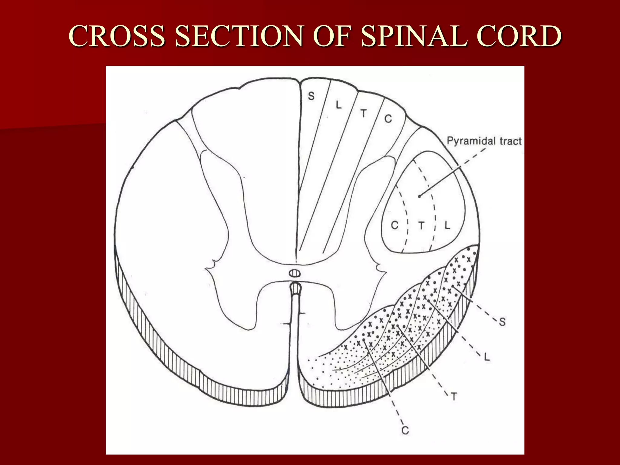 localization spinal cord | PPTX