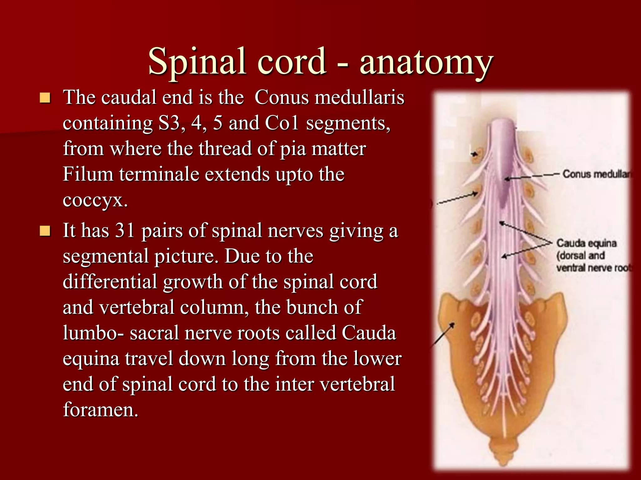 localization spinal cord | PPTX