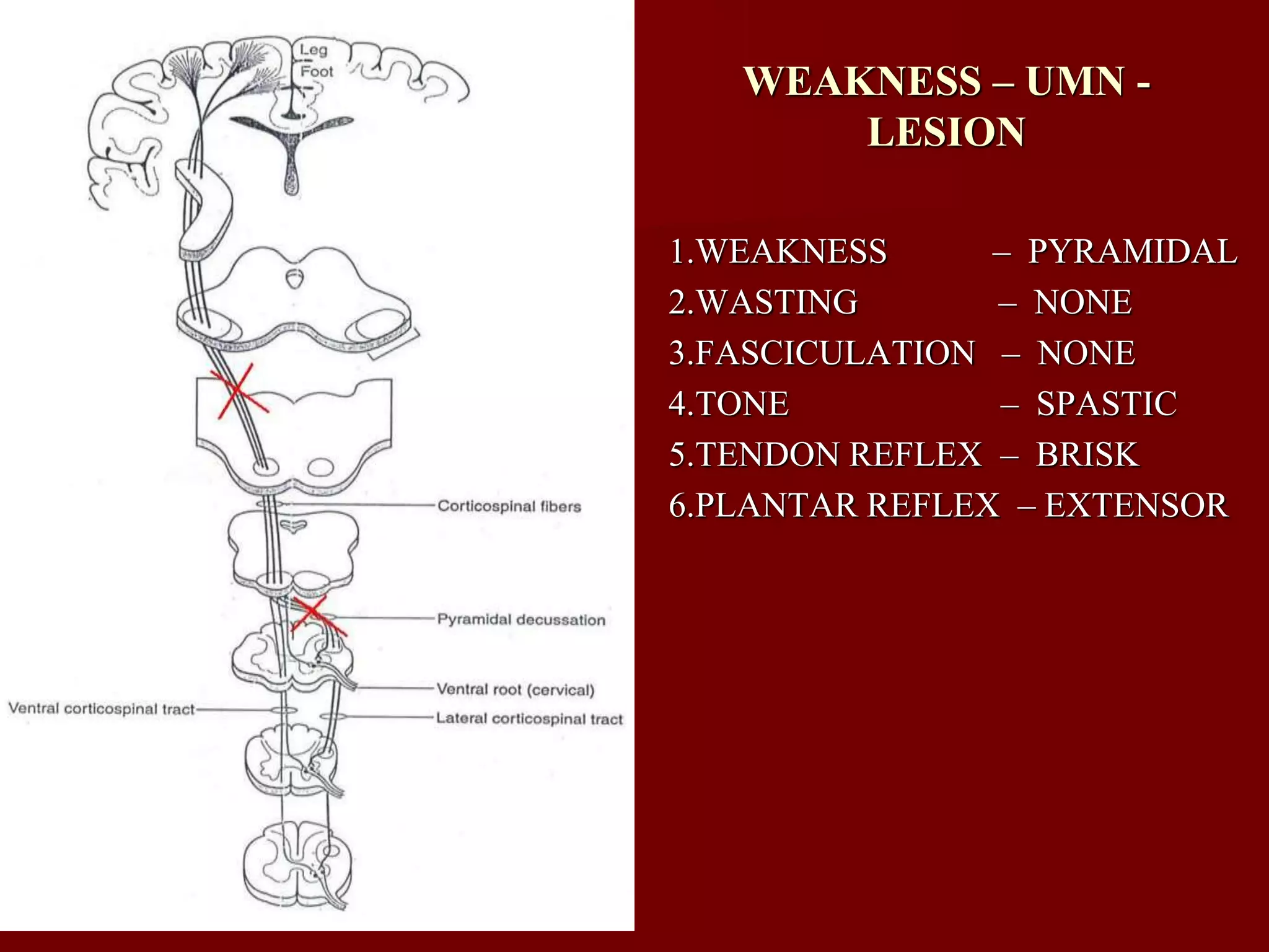 localization spinal cord | PPTX