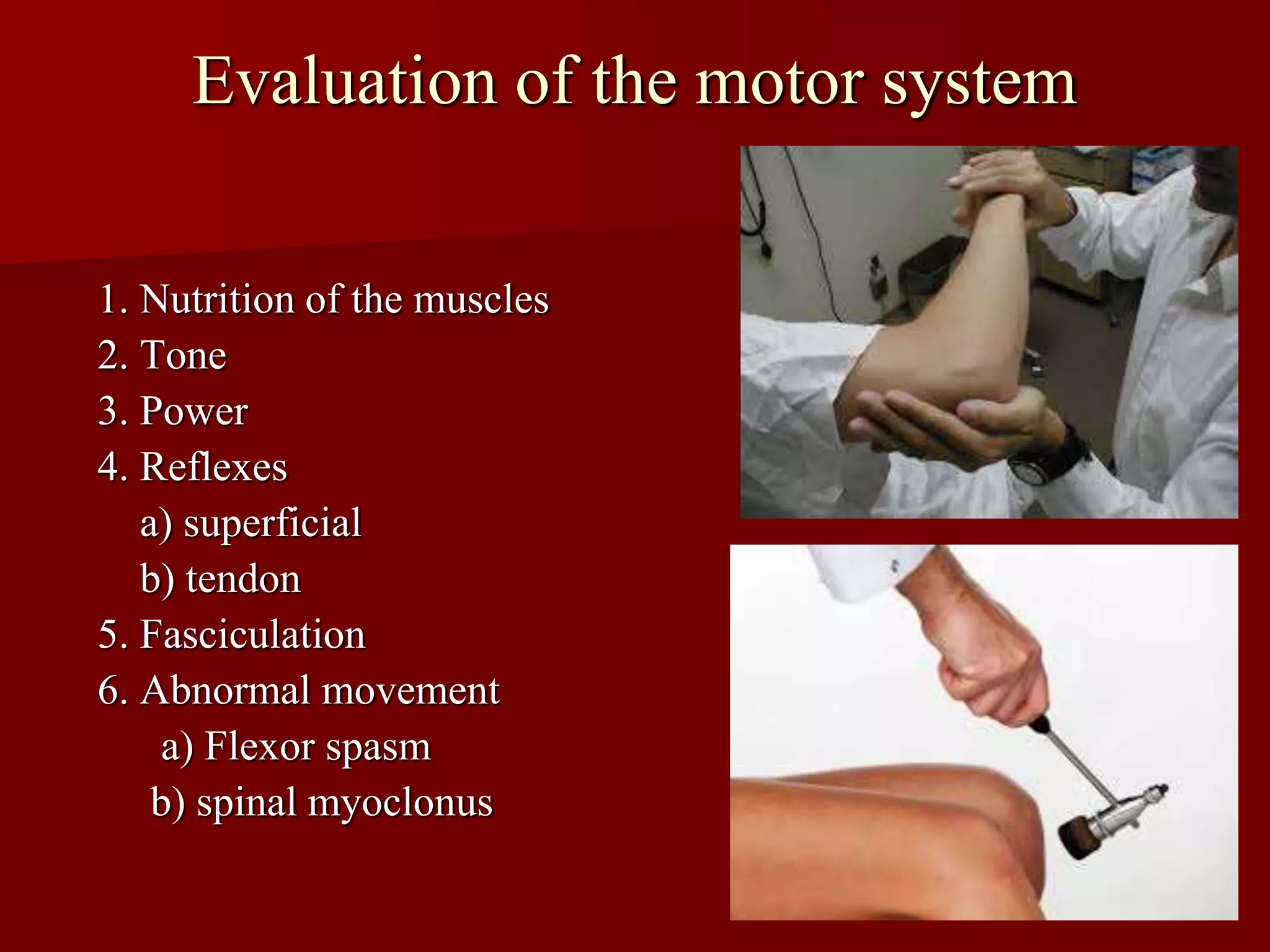 localization spinal cord | PPTX