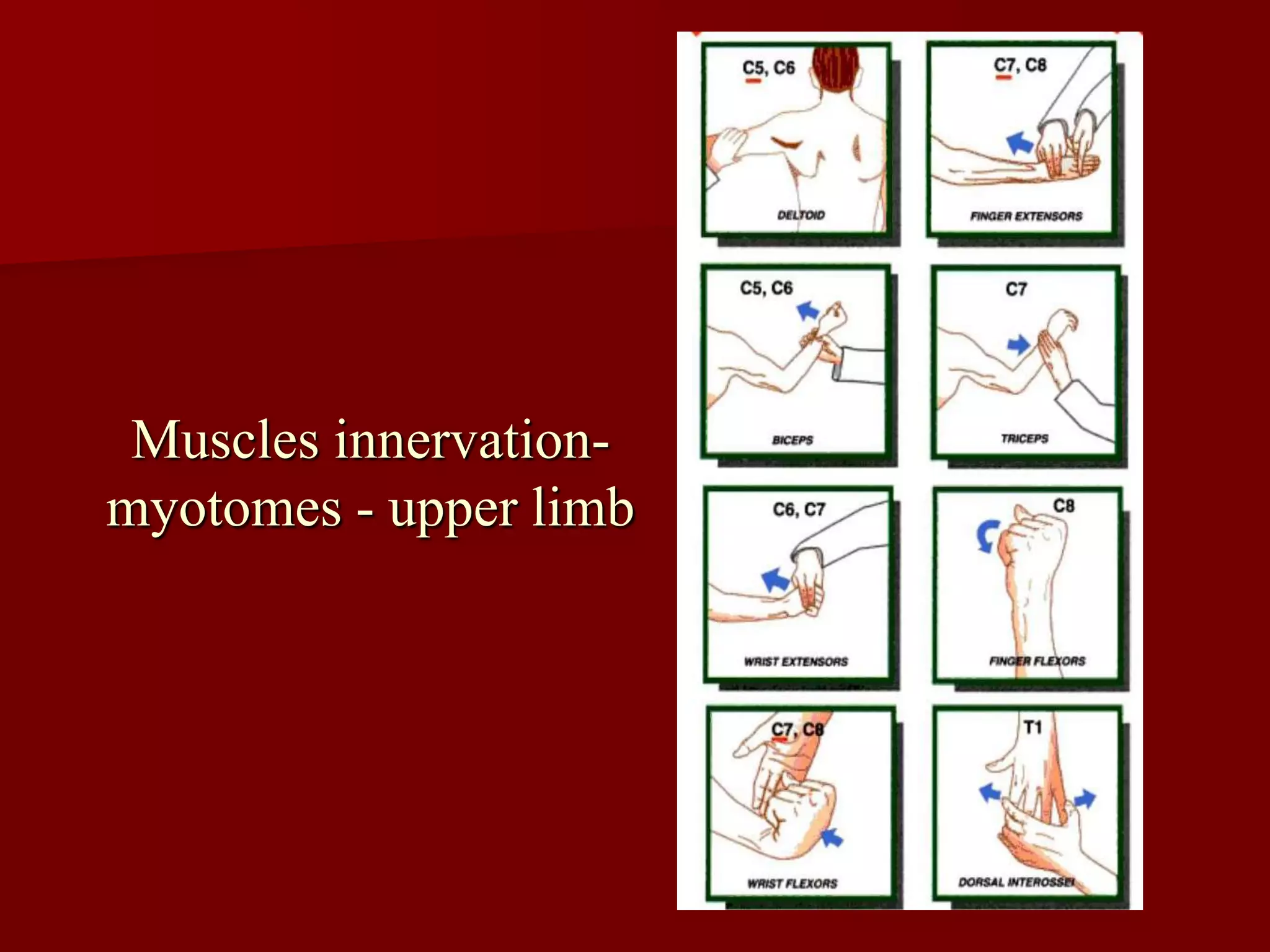 localization spinal cord | PPTX