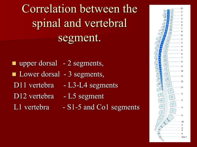 localization spinal cord | PPTX | Death, Injury, or Military Conflict ...
