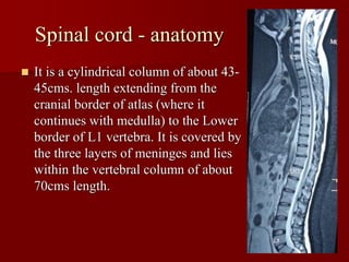 localization spinal cord | PPTX