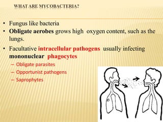 MYCOBACTERIUM TUBERCULOSIS- | PPT