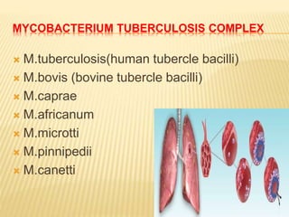 MYCOBACTERIUM TUBERCULOSIS- | PPT