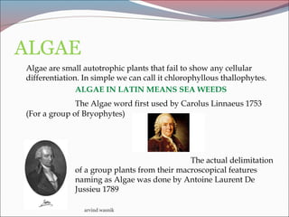 ALGAE General Characters | PPT