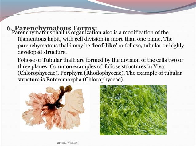 ALGAE General Characters | PPT | Biological Sciences | Science