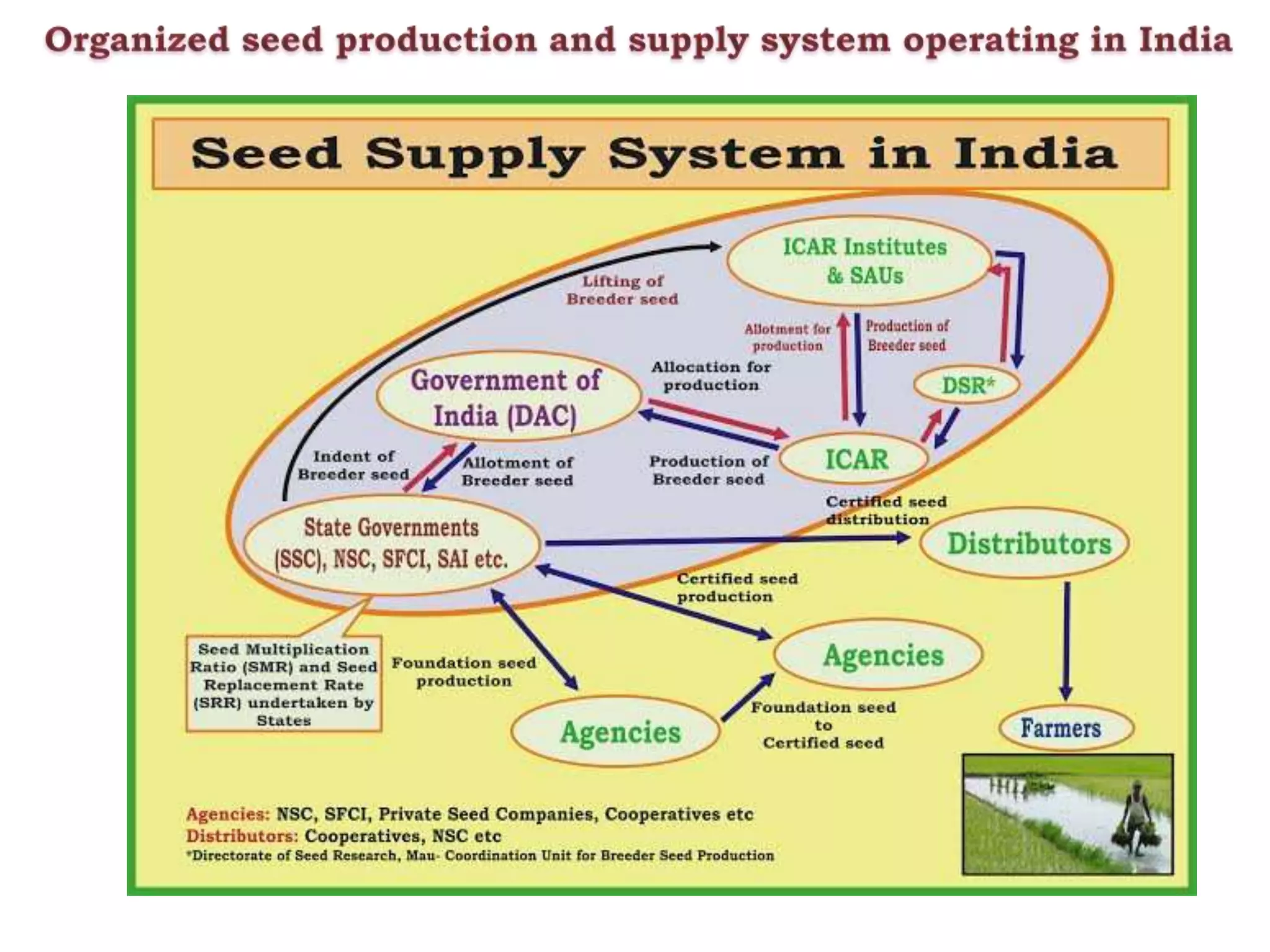 SEED PRODUCTION AND MARKETING | PPTX