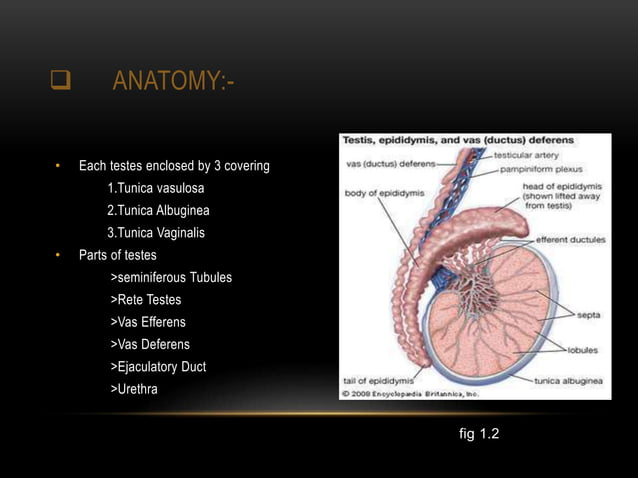 Endocrine Gland(TESTIS) | PPTX