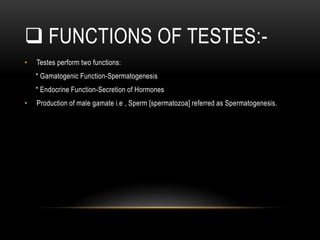 Endocrine Gland(TESTIS) | PPTX