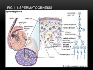 Endocrine Gland(TESTIS) | PPTX