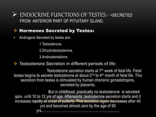 Endocrine Gland(TESTIS) | PPTX